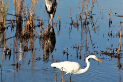 Cayce Arts Guild – Cayce Arts Guild